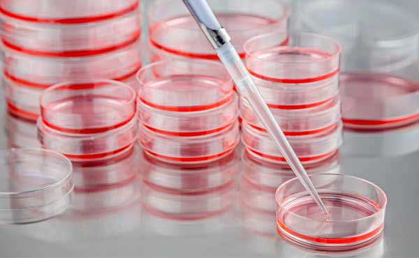 Hair Cloning and Hair Multiplication Research | Bergmann Kord